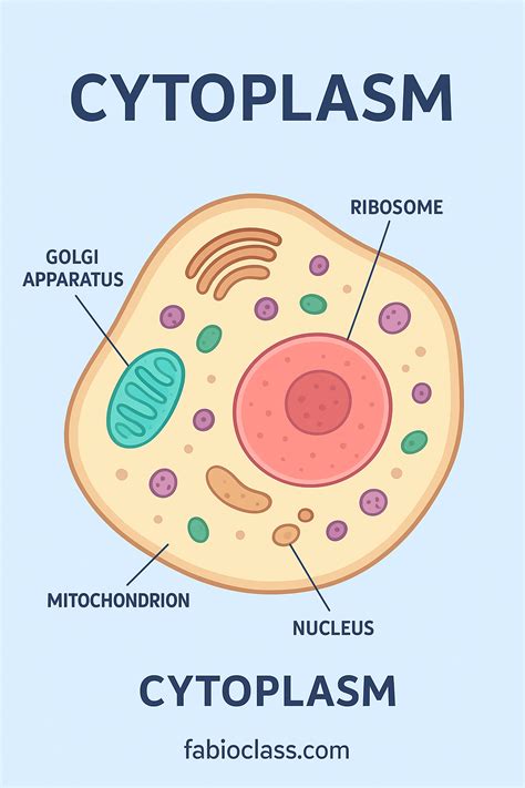 Cytoplasm Structure Functions And Importance In Cells Skyline E Learning