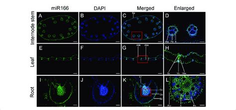 Verification Of The Localization Of Mir166s To Vascular Tissues Of The