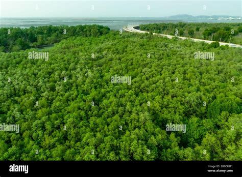 Green Mangrove Forest Capture Carbon Dioxide Net Zero Emissions Mangroves Capture Co2 From