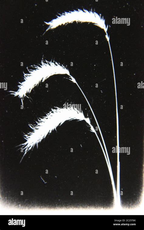 Fine 70s Vintage Black And White Extreme Photography Of Wild Cenchrus