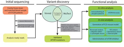 Schematic Presentation Of The Experimental Design Deep Whole Exome Download Scientific Diagram