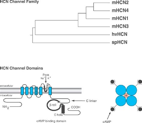 Figure 3 From Hyperpolarization Activated Cation Currents From Molecules To Physiological