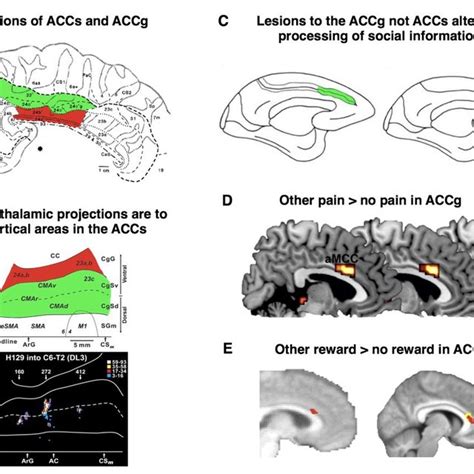 Pdf The Anatomy Of Empathy Vicarious Experience And Disorders Of Social Cognition