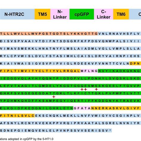 Sequence Alignment Of Cpgfp From 5 Ht1 0 Sensor Sfgfp And Mclover3 A Download Scientific
