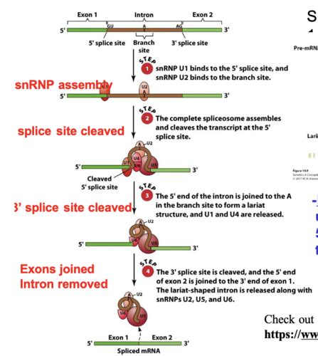Rna Molecules Rna Processing And Rna Editing Lecture 24 25 Flashcards Quizlet