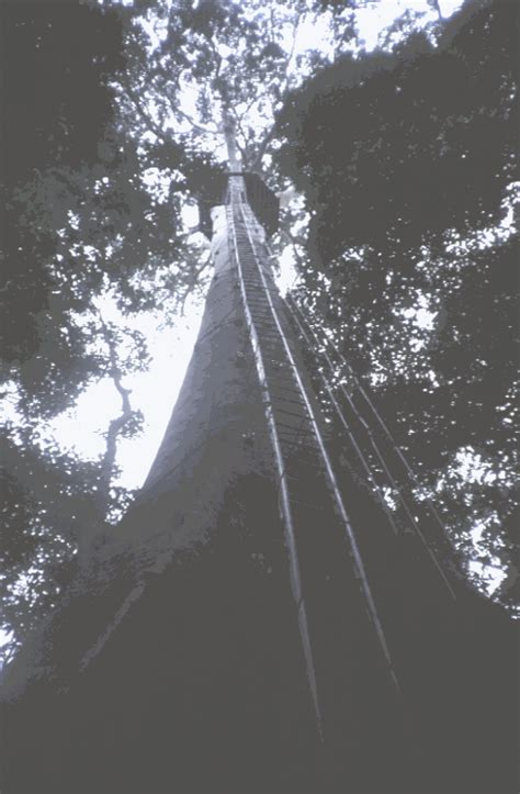 Trees In Proximity To Canopy Access Locations Danum Valley Region Sabah Malaysia