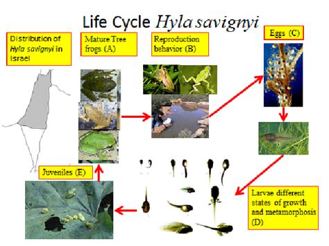 Life Cycle Of Tree Frogs Hyla Savygnyi Mature Tree Frogs A Download Scientific Diagram