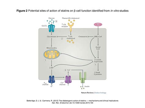 Nat Rev Endocrinol Doi Nrendo Ppt Download