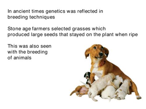 Biology 120 Lecture Mendelian And Non Mendelian Inheritance