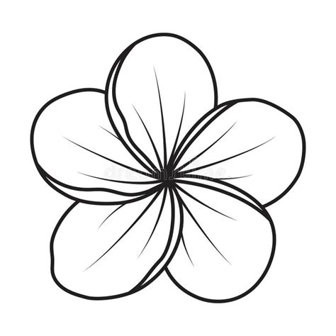 Flower Plumeria Outline Icon Stock Illustrations 1446 Flower