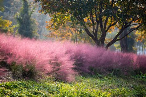 Pink Muhly Grass How To Grow Care And Design With Muhlenbergia