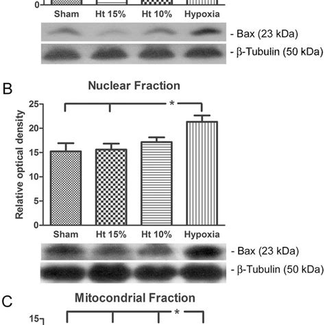 Western Blot Analysis The Relative Optical Density Of Neun Protein 46