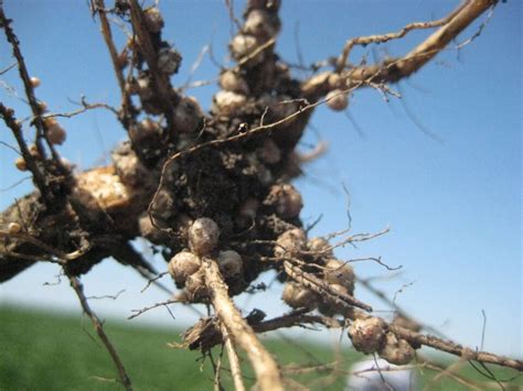 Counting Nodules To Assess Early Soybean Health
