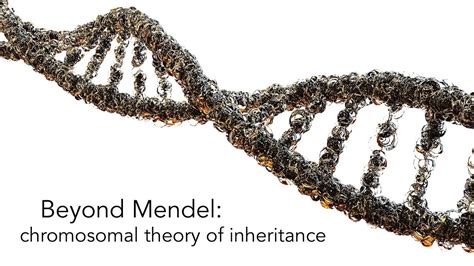 Beyond Mendel The Chromosomal Theory Of Inheritance An Animated Lecture Video Youtube