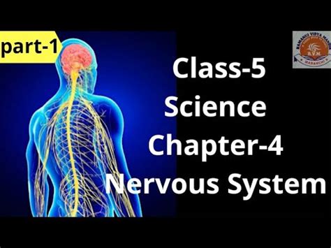 Class 5 Science Chapter 5 Nervous System Part 1 YouTube