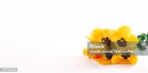 노란색 튤립이 흰색 배경에 놓여 있습니다 컷아웃 식물 공간을 복사합니다 명함 초대장 엽서 모형 디자인 국제 공휴일 기치 안녕 봄 5월 8일 어머니의 날 엽서 0명에 대한