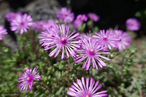 ზურაბ შევარდნაძის გარდენიის ბაღი თბილისში შენიშვნები საქართველოს შესახებ
