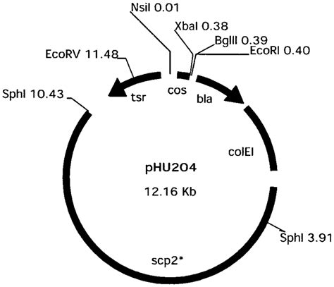 Physical Map Of A New Shuttle Cosmid Vector For Streptomyces