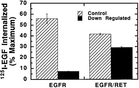 Down Regulation Of 125 I Egf Internalization By Wild Type Egf Receptors