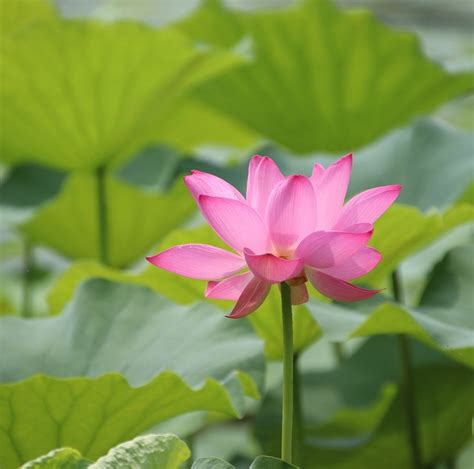 Sizzling Hot Deluxe Sizzling Hot Deluxe Online