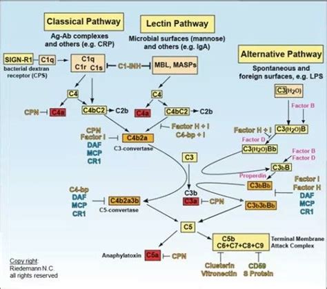 Complement Pathways Medical Laboratory Science Biology Lessons Medical Babe Studying