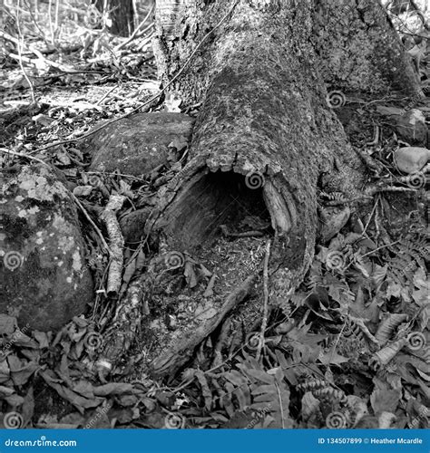 Hollow Tree Entrance Through Root Stock Image Image Of Habitat Floor