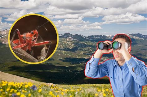 Will You Find The Creepy And Painful Assassin Bug In Colorado