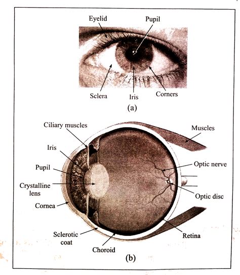 How To Draw Human Eye Structure