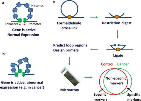 Chromosomal Loops Structure And Conformation Assay A Chromosomal Loop Download Scientific