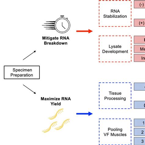 A Schematic Diagram Of The Experimental Steps For High Quality Rna