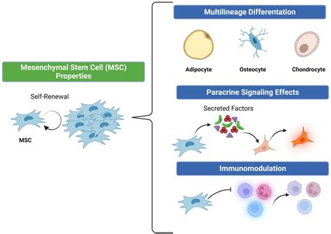 Frontiers Mesenchymal Stem Cell Based Therapy For Non Healing Wounds