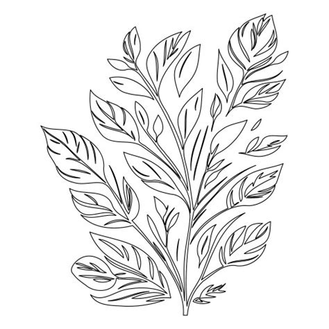 Whorled Leaf Floral Outline Sketch Royalty Free Vector Image