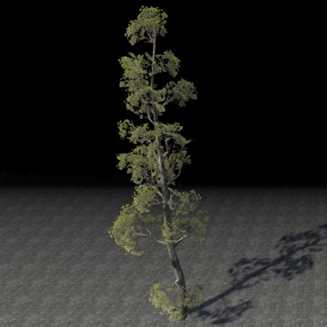 Online Tree Sturdy Poplar Uesp Wiki The Unofficial Elder Scrolls Pages