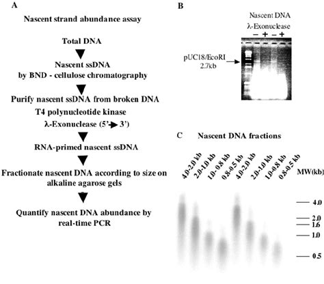 Replication Initiation Assay A Schematic Representation Of The