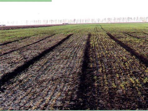 Озимая пшеница презентация онлайн