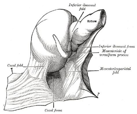 Terminales Ileumdiagramm