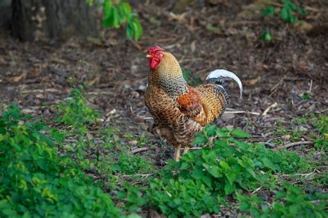 Premium Photo Big Beautiful Cock