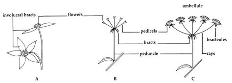 Plantnet Floraonline