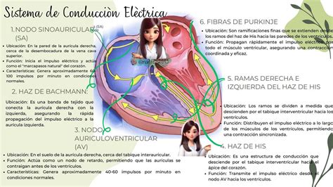 Cardiología Sistema De Conducción Eléctrica ⚕️📝maryfenotesmaría