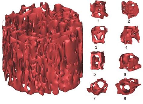 Three Dimensional Model Of A Trabecular Bone Reconstructed From Lct