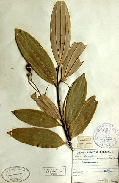 Cinnamomumsulphuratum