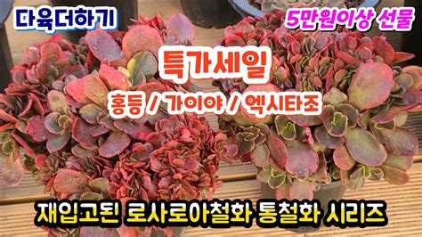 다육더하기4 홍등 가이야 엑시타조 특가세일 가격착한 창 다육이 Youtube