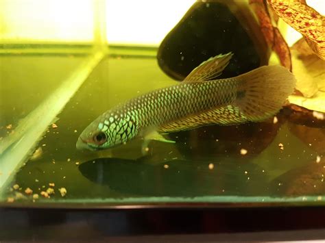 Betta Sp Antuta Pair Ivenbetta