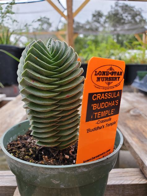 Crassula Buddhas Temple Uncertifiably Organic Lone Star Nursery
