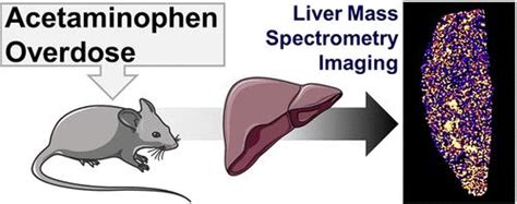 Desorption Electrospray Ionization Mass Spectrometry Imaging Allows Spatial Localization Of