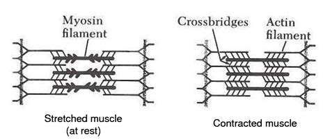 Diagrammatic Representation Of A Sarcomere At Various Stages Of