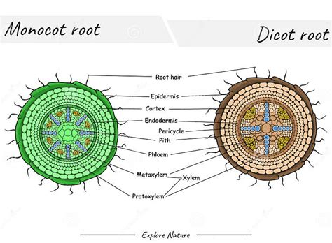 Monocot Root And Dicot Root Stock Vector Illustration Of Screenshot Presentation 291093638