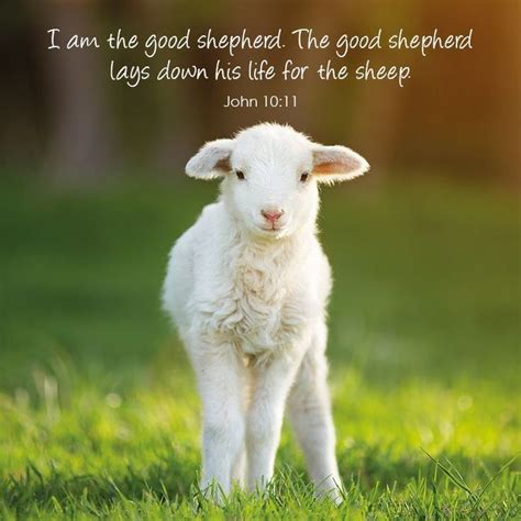 Luke 12 32 Poster Do Not Be Afraid Little Flock For It Is Your Fathers