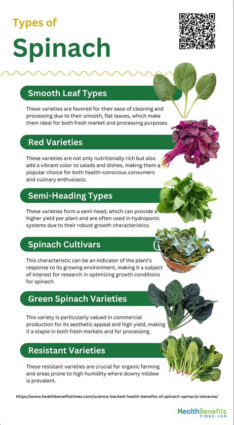10 Types Of Spinach Varieties Characteristics Information And More