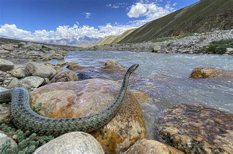 Secrets Of Tibets Hot Spring Snakes Revealed Science Techno Blender